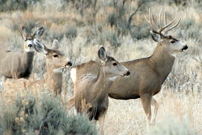 Relive Colorado's Gold Rush Experience - Private Guides - Who Will Love This Tour?