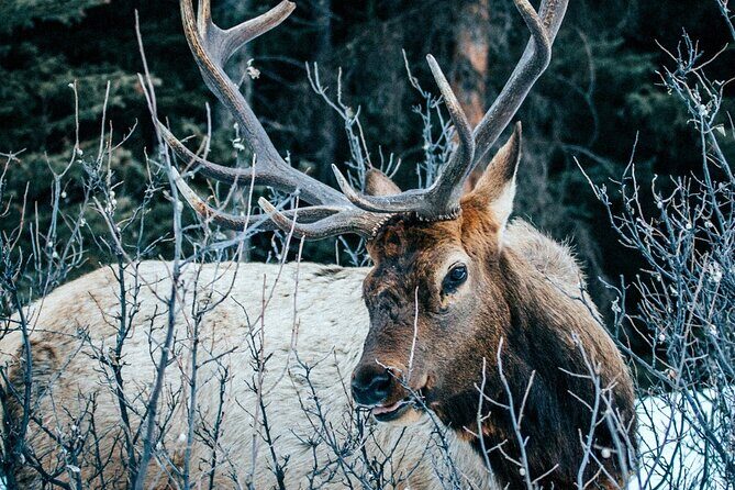 Relive Colorado's Gold Rush Experience - Private Guides - FAQ