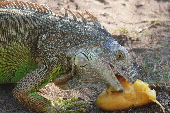 Reptile Eco Tour in Oaxacas Coastal Communities - Detailed Review of the Tour
