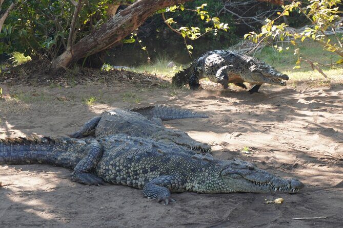 Reptile Eco Tour in Oaxacas Coastal Communities - FAQs