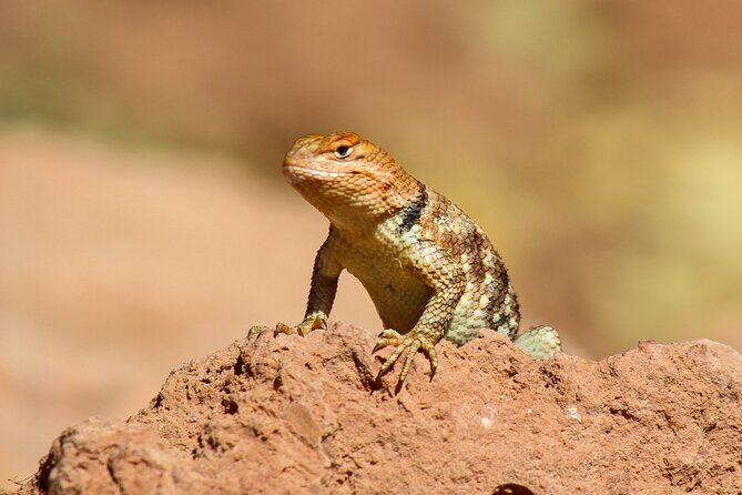 Reptile Hunting in The Sonoran Desert - Practical Details & Tips
