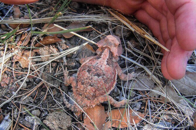Reptile Hunting in The Sonoran Desert - The Sum Up