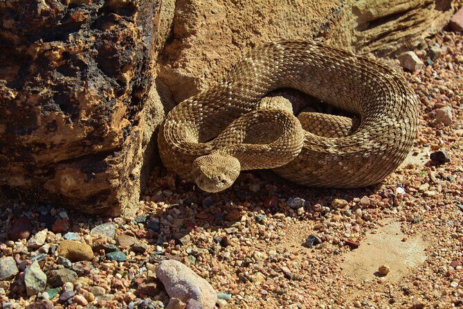 Reptile Hunting in The Sonoran Desert - FAQs