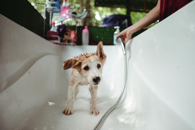 Rescue P.A.W.S. Day Visit - Who Should Consider This Tour?