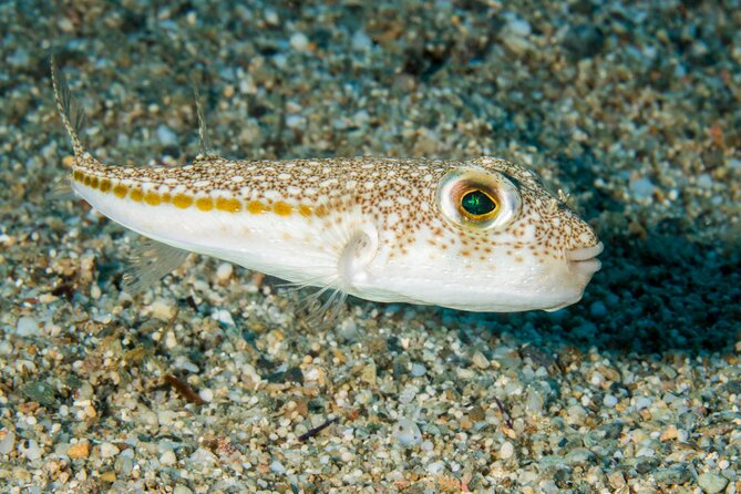 Research diving with a Marine Biologist in Crete - Who Would Love This Experience?