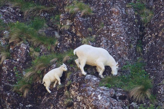 Resurrection Bay Spring Wildlife Cruise - Meeting and Safety Information
