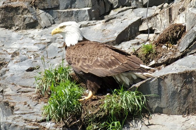 Resurrection Bay Spring Wildlife Cruise - Customer Feedback and Ratings