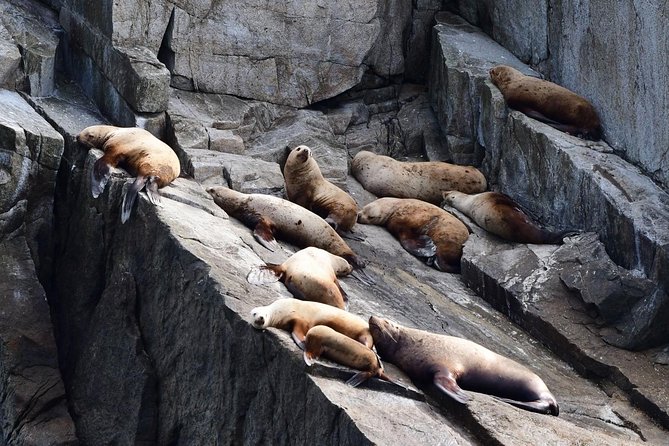 Resurrection Bay Spring Wildlife Cruise - What to Expect During the Cruise