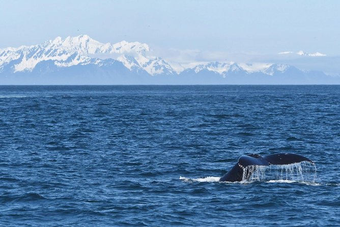 Resurrection Bay Spring Wildlife Cruise - Booking and Logistics