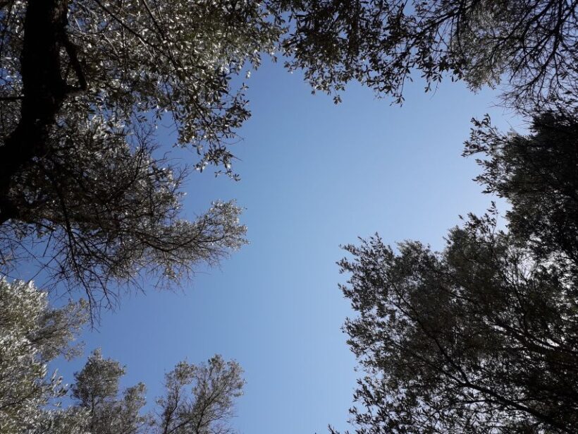 Rethymno: Olive Oil Tasting with Cretan Food Pairing - Practical Details: What You Need to Know