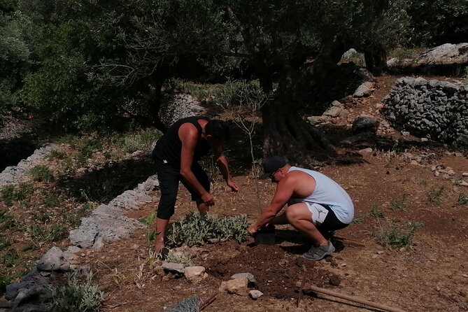 Rethymnon Olive Tree Sponsorship Protect and Plant Tour - FAQ