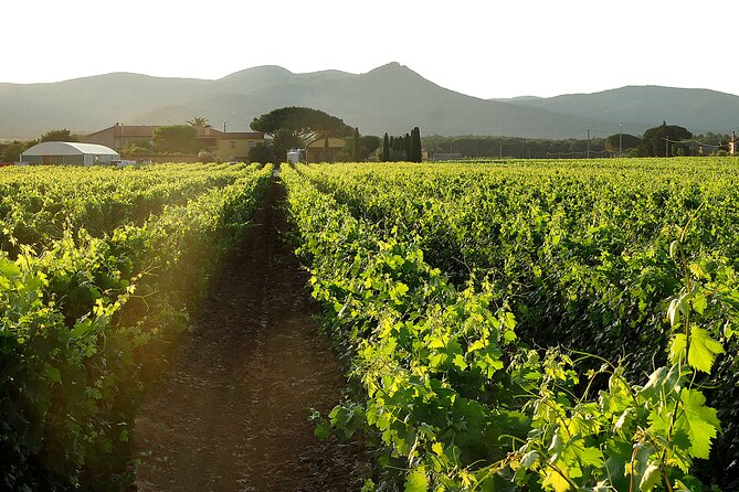 Retrospettiva di Marchesale Wine Tasting and Tour in Bolgheri - Introduction