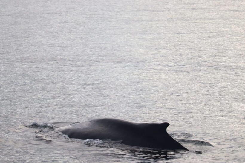 Reykjavik: 9pm Whale Watching Cruise in the Arctic Sun - Reykjavik: 9pm Whale Watching Cruise in the Arctic Sun — A Detailed Review