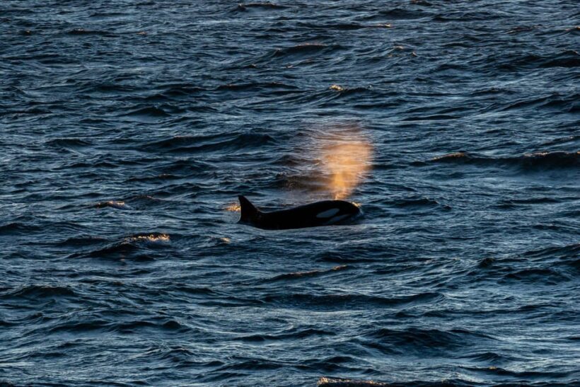 Reykjavik: 9pm Whale Watching Cruise in the Arctic Sun - An Engaging Nighttime Adventure in Reykjavik