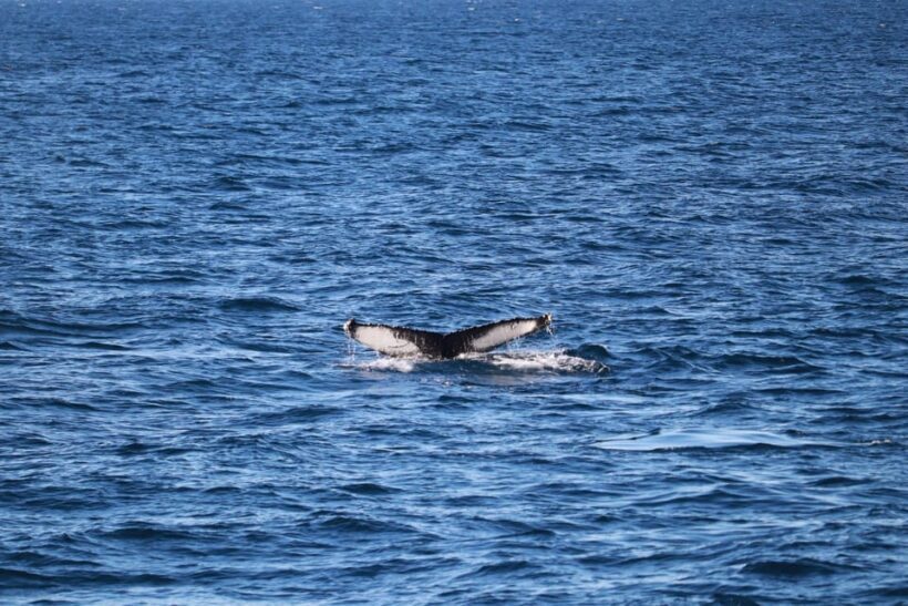 Reykjavik: 9pm Whale Watching Cruise in the Arctic Sun - The Sum Up: Is This Tour Worth It?