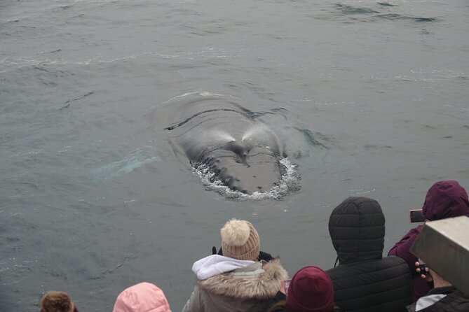 Reykjavík Bay Arctic Rose Whale Watching Excursion - Why This Tour Offers Good Value