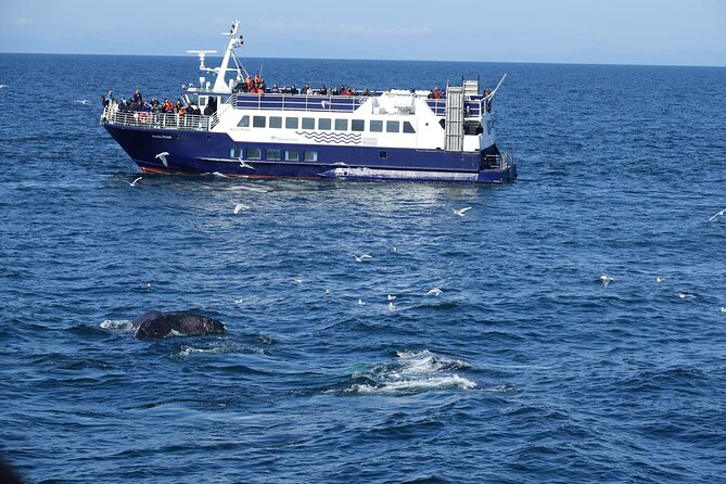 Reykjavík Bay Arctic Rose Whale Watching Excursion - Final Thoughts: Is It Worth It?