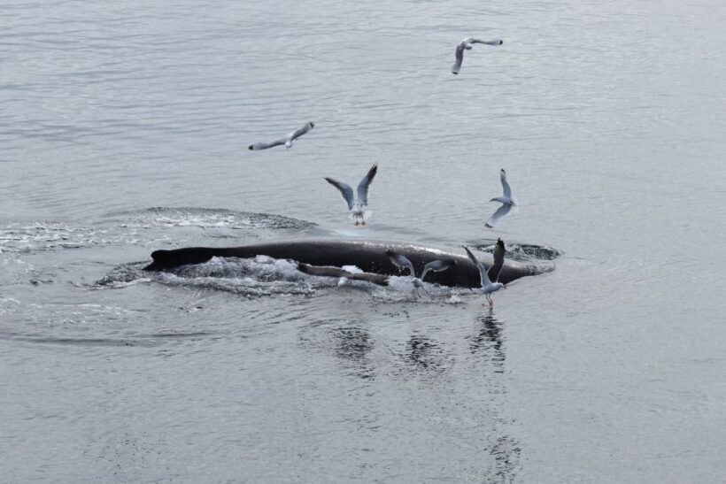 Reykjavik: Best Value Whale Watching Boat Tour - Reykjavik: Best Value Whale Watching Boat Tour – A Complete Review