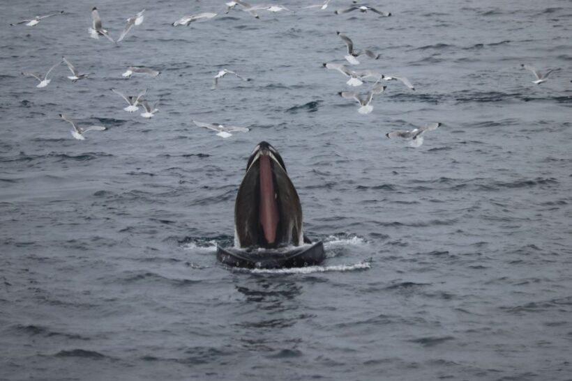 Reykjavik: Best Value Whale Watching Boat Tour - Key Points