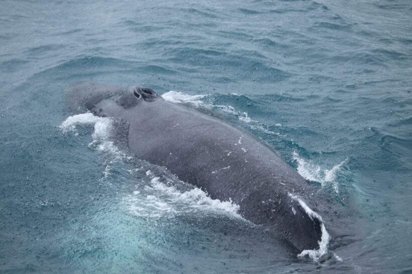 Reykjavik: Best Value Whale Watching Boat Tour - Why is This Tour a Great Deal?