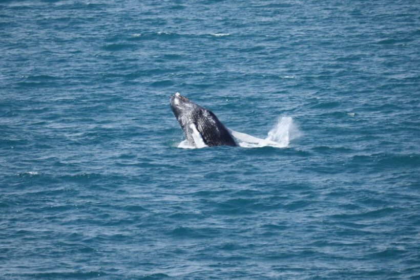 Reykjavik: Best Value Whale Watching Boat Tour - Practical Tips for Booking and Enjoying Your Trip