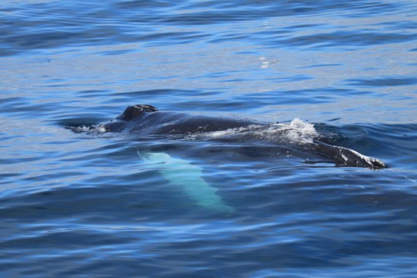 Reykjavik: Best Value Whale Watching Boat Tour - Summary of the Experience