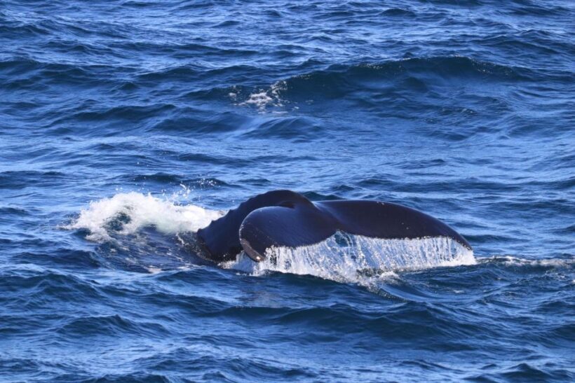 Reykjavik: Best Value Whale Watching Boat Tour - Who Should Consider This Tour
