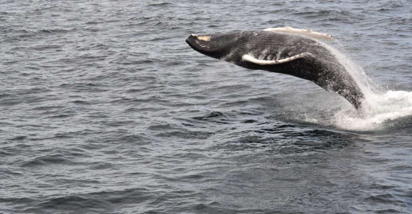 Reykjavik: Best Value Whale Watching Boat Tour - Frequently Asked Questions