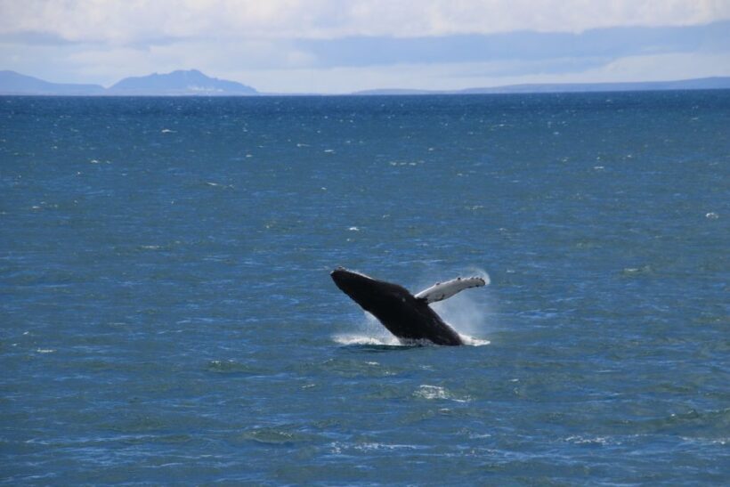 Reykjavik: Best Value Whale Watching Boat Tour - Final Thoughts