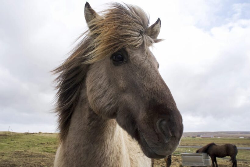 Reykjavik Combo: Horse Riding & Snorkeling in Silfra Fissure - The Experience: Why This Tour Stands Out