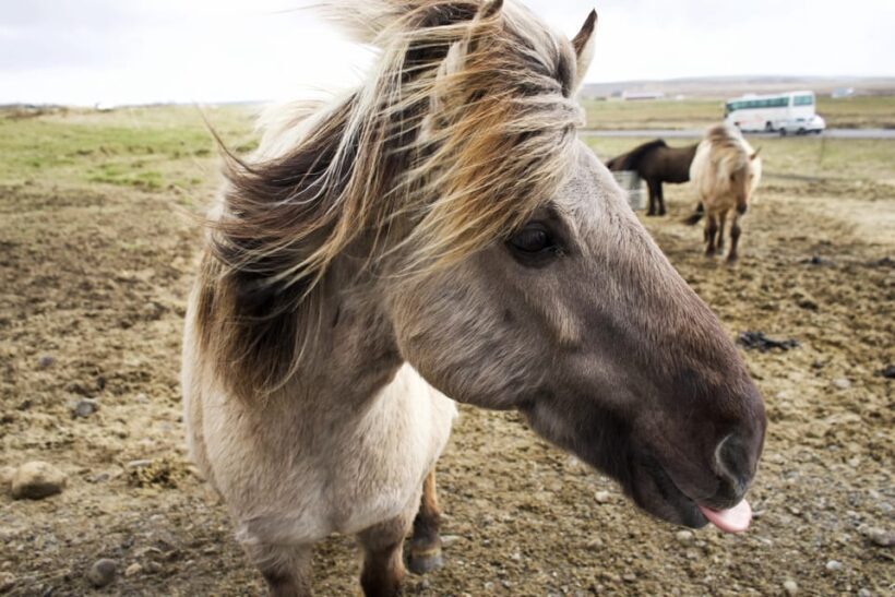 Reykjavik Combo: Horse Riding & Snorkeling in Silfra Fissure - The Sum Up