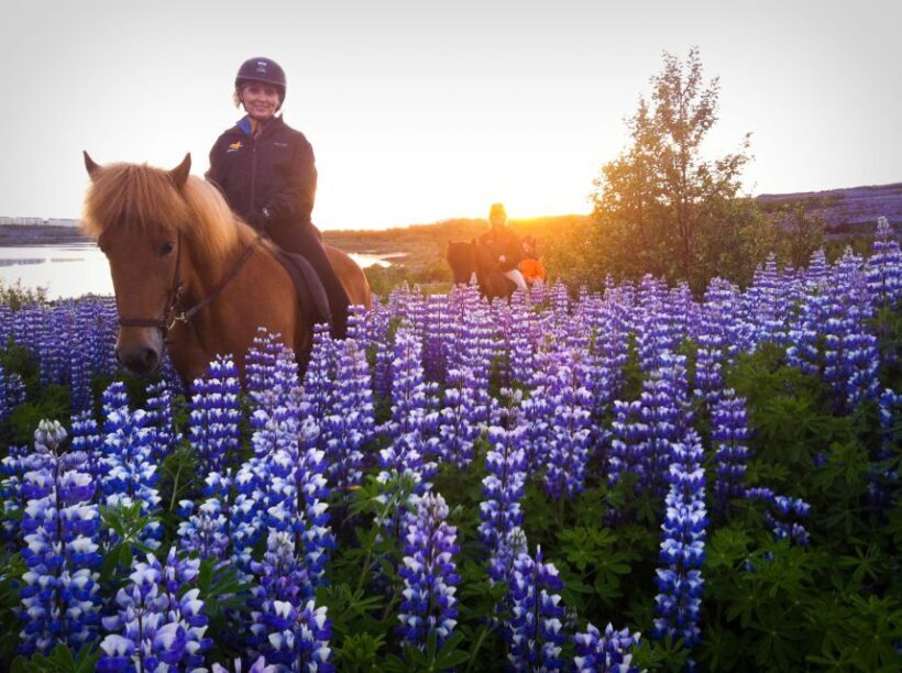 Reykjavik: Evening Sleipnir Horse Riding Tour with Pickup - Why This Tour Works Well for Travelers
