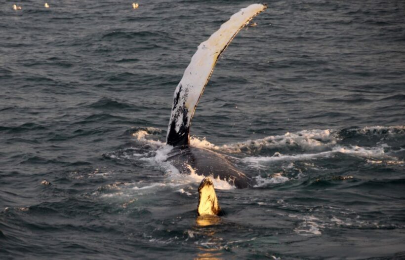 Reykjavík: Midnight Sun Whale Watching Cruise - What to Expect from the Tour