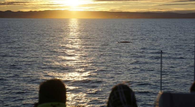 Reykjavík: Midnight Sun Whale Watching Cruise - Authenticity and Customer Feedback