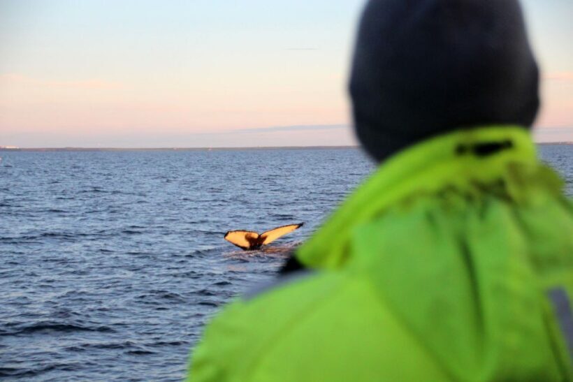 Reykjavík: Midnight Sun Whale Watching Cruise - Frequently Asked Questions