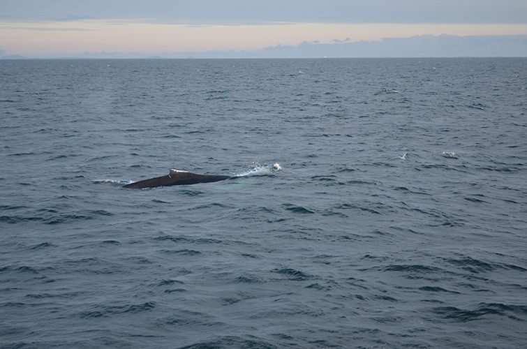 Reykjavik: Midnight Sun Whale Watching Tour - Who Will Love This Tour?