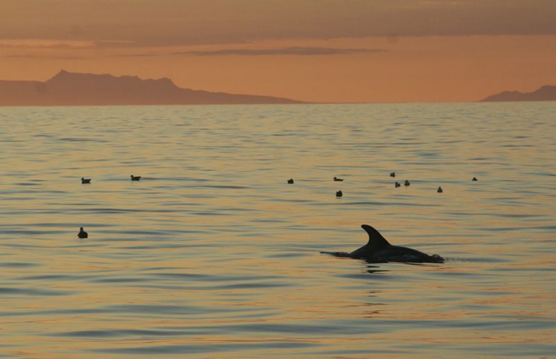 Reykjavik: Midnight Sun Whale Watching Tour - Final Thoughts