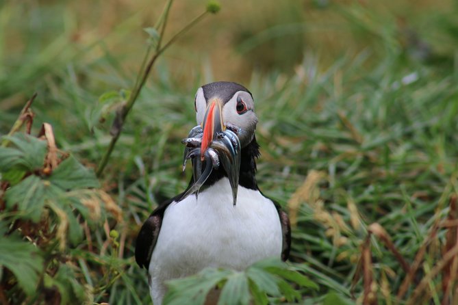 Reykjavik Premium Puffin Tour | Close up and Personal - Customer Feedback and Recommendations