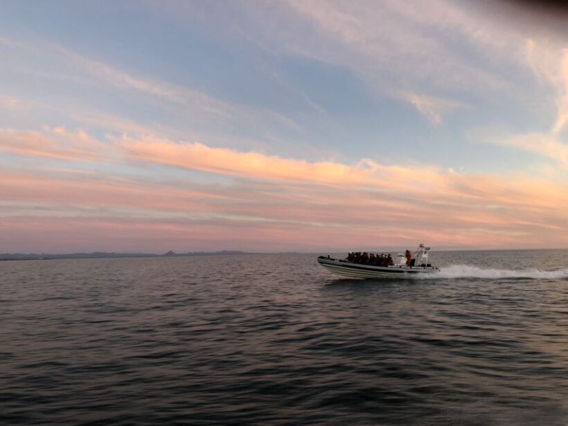 Reykjavik: Premium Whale and Puffin Watching Evening Tour - Key Points