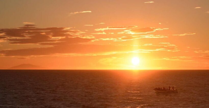 Reykjavik: Premium Whale and Puffin Watching Evening Tour - What to Expect During the Tour