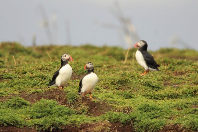 Reykjavik: Premium Whale and Puffin Watching Evening Tour - The Experiences Benefits and Value