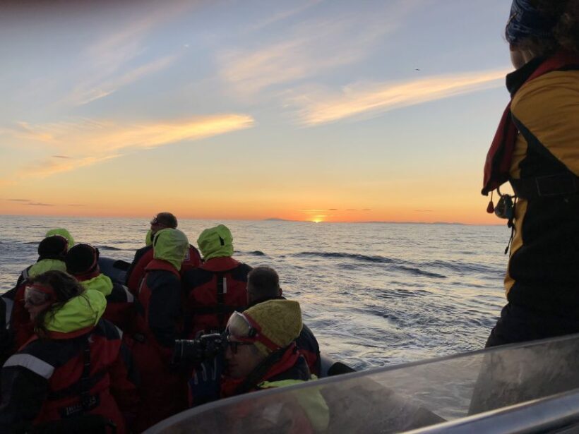 Reykjavik: Premium Whale and Puffin Watching Evening Tour - Who Will Enjoy This Tour?