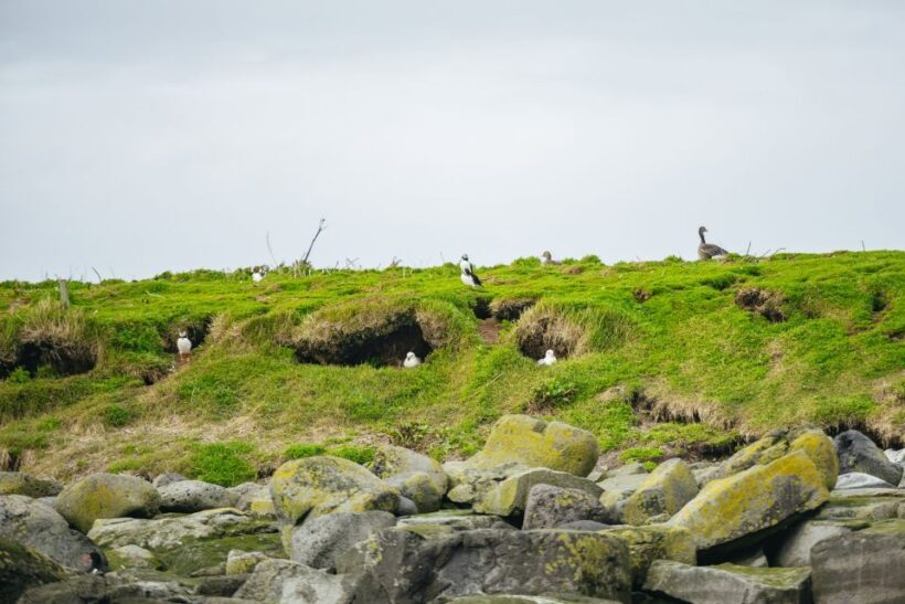 Reykjavik: Puffin Watching Boat Tour - The Wooden Boat “Old Skuli” – Comfort & Charm