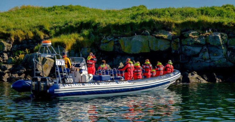 Reykjavik: Puffin Watching Tour - How It Compares to Other Tours