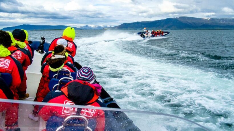 Reykjavik: Puffin Watching Tour - Final Thoughts: Is It Worth It?