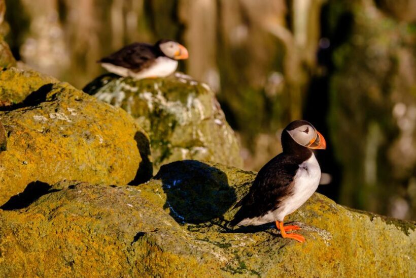 Reykjavik: Puffin Watching Tour - Frequently Asked Questions