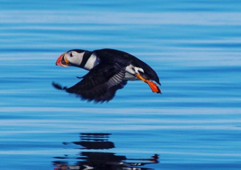 Reykjavik: Puffin Watching Tour by RIB Speedboat - What to Expect on the Puffin Watching Tour