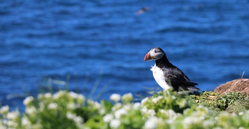 Reykjavik: Puffin Watching Tour - Authentic Experiences and Real Traveler Insights