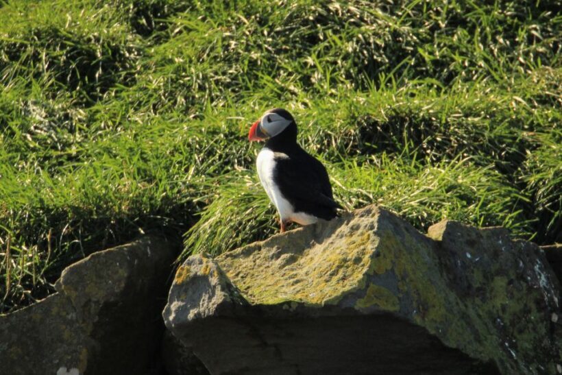 Reykjavik: Puffin Watching Tour - The Sum Up