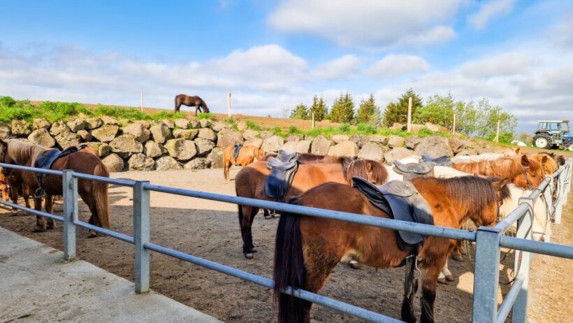 Reykjavik: Red Lava Horse Riding Tour - FAQ